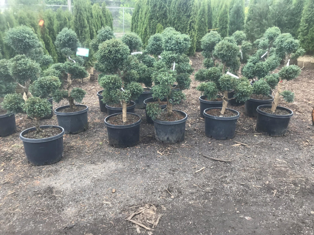 Boulevard Pom Pom - Greenside Up Garden Center
