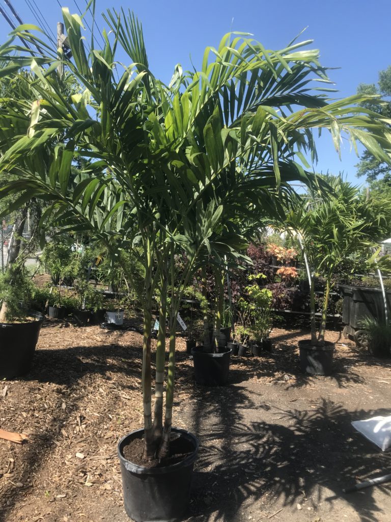 Medium Palm Tree - Greenside Up Garden Center