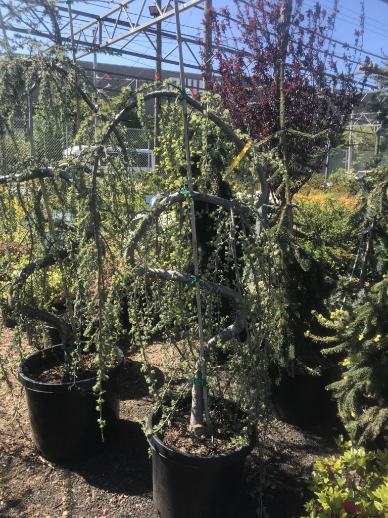 Weeping Blue Atlas Cedar- Serpentine - Greenside Up Garden Center