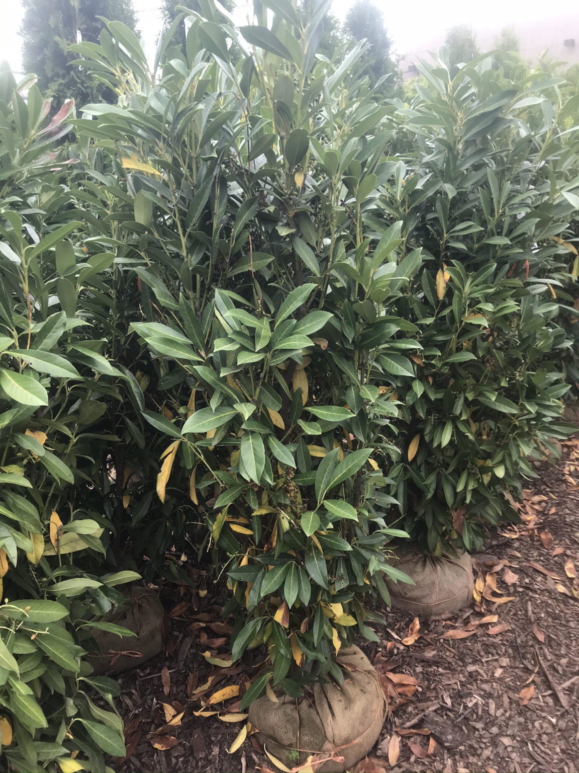 Skip Laurel - Greenside Up Garden Center